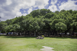 The Historic Banyan Tree of Lahaina - Panda Travel